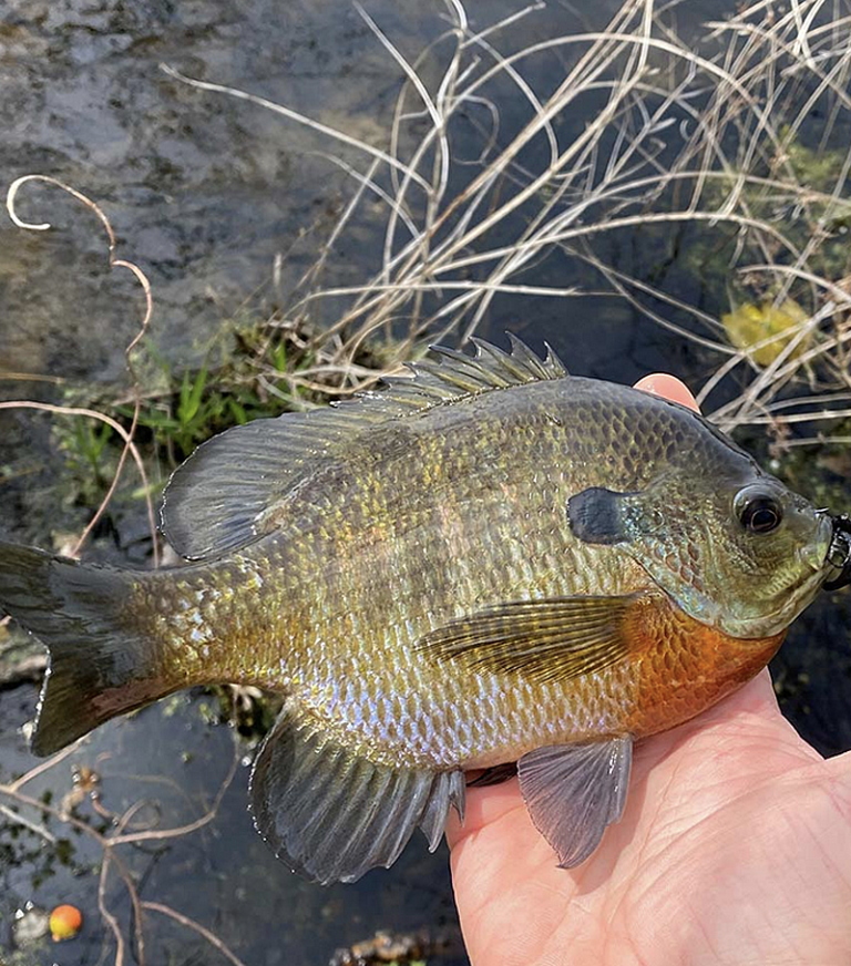 Reilly: Rain, High Water, Alters Spring Spawn Fishing - Press Pros Magazine